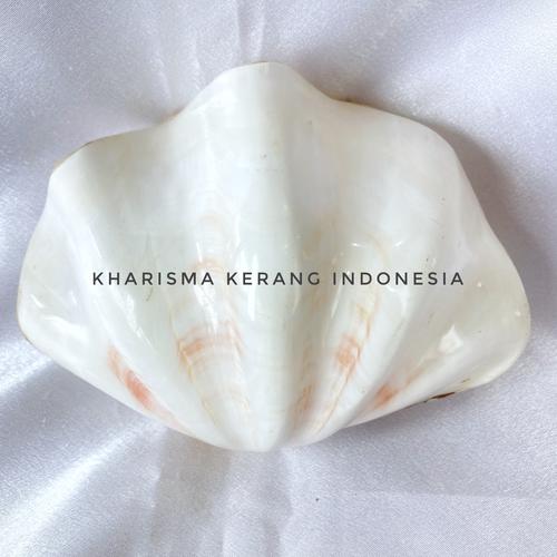 Jual AUSTRALIA SEA CLAM SHELL F KERANG KIMA KERANG LAUT KERANG KOLEKSI ...