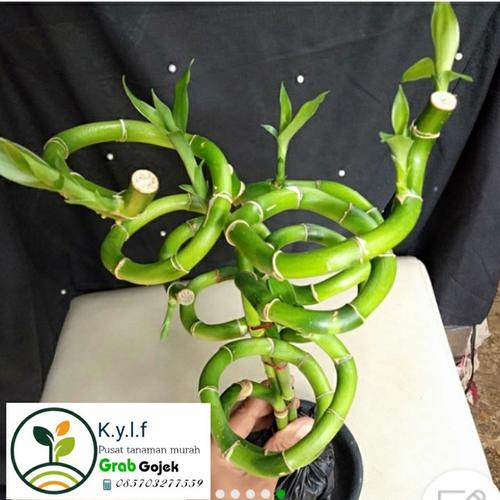 Jual tanaman bambu hoki spiral / lucky bambo / bambu cina - Jakarta ...