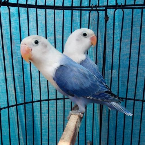 Jual Burung Lovebird Adeeva point | Biola Violet Sable Paud Sepasang ...