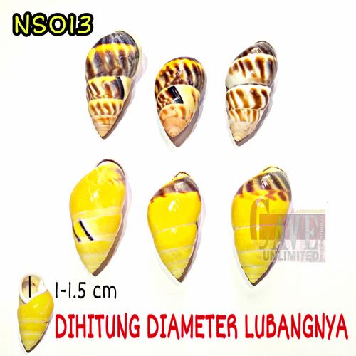 Promo NS013 cangkang shell rumah kelomang keong umang kumang natural ...