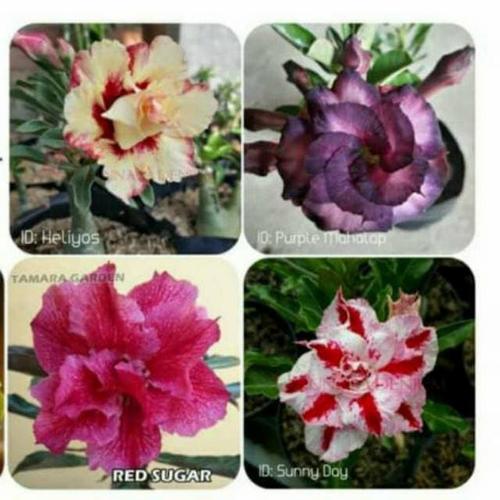 Jual New! paket tanaman hias 4 jenis adenium - Kamboja Jepang - Kota ...