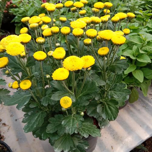 Jual Tanaman hias bunga aster pompom kuning - Kab. Bandung Barat ...