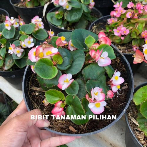 Jual Tanaman hias begonia semperflorens bunga pink berbunga rimbun daun ...