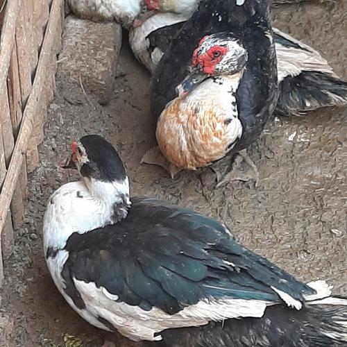 Jual bebek entog / manila hidup dan potong - 1 kg, potong - Jakarta ...