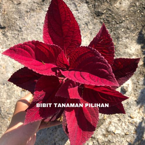 Jual BIBIT TANAMAN MIANA MERAH FULL RIMBUN OUTDOOR ILER COLEUS INGLER ...
