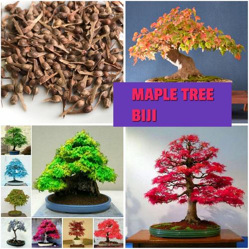 Jual Benih Bibit Biji Pohon Japanese Maple Plant Bonsai Mini Garden ...