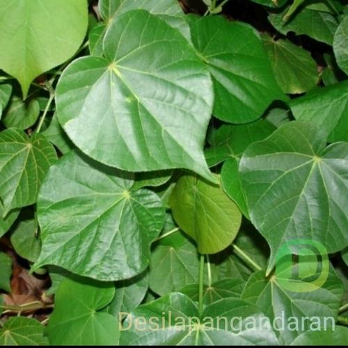Jual daun waru / herbal daun waru / daun waru kaya manfaat - Kab ...
