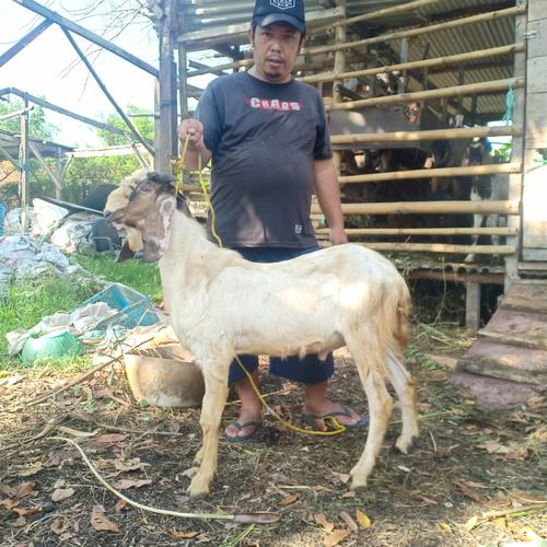 Jual kambing qurban dan sapi - Jakarta Selatan - haikalstationery | Tokopedia