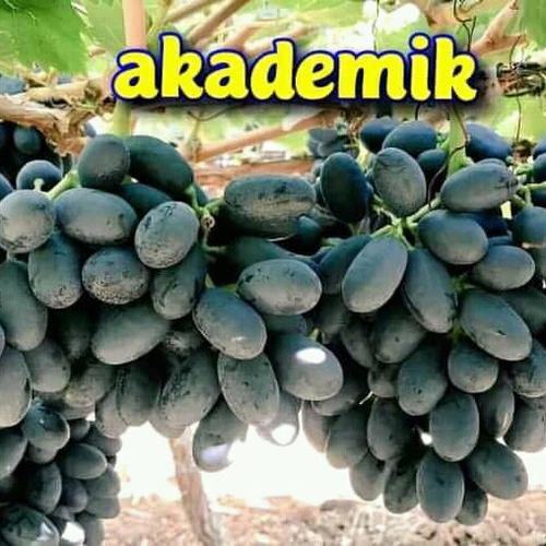 Jual bibit anggur import akademik avidzba grafting - Kota Kediri ...