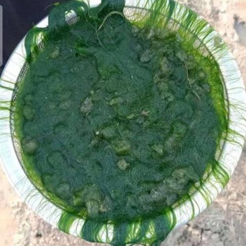 Jual lumut umpan pancing - Jakarta Utara - Sallam herbal | Tokopedia