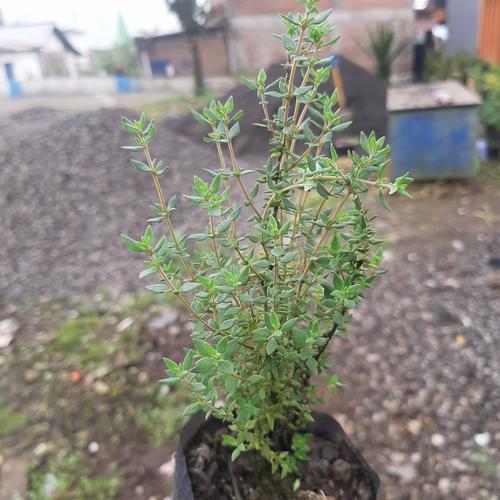 Jual Bibit thyme herbal, Tanaman Timi - Lemon Thyme - Kab. Karanganyar ...