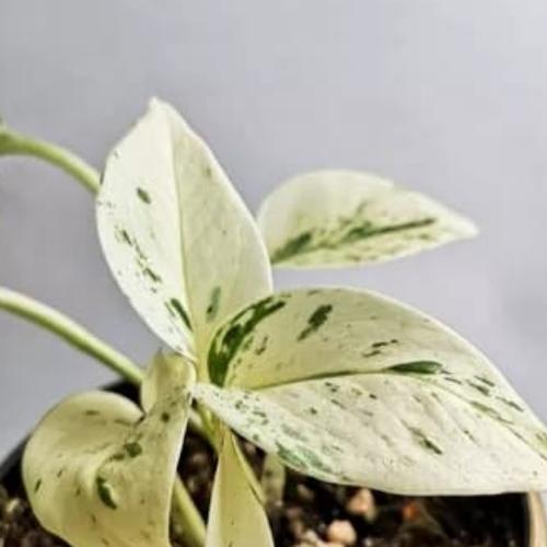 Jual tanaman gantung - sri gading white - sri gading variegata - Kab ...