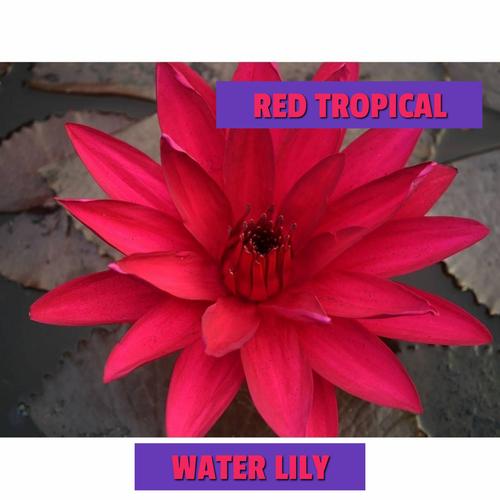 Jual Benih bibit biji Teratai Water Lily Flare TROPICAL siap semai ...