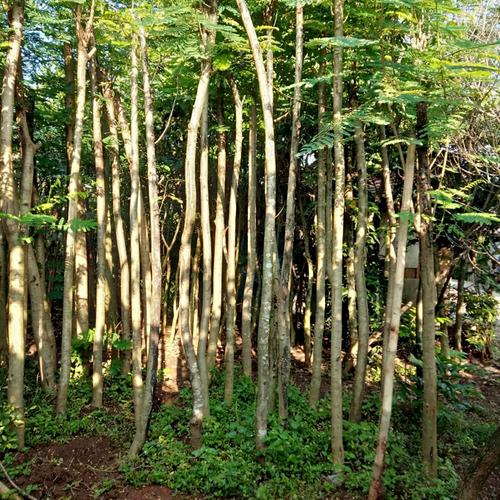 Jual Tanaman hias. Pohon Sengon Buto. pohon pelindung/peneduh. tinggi 4 ...