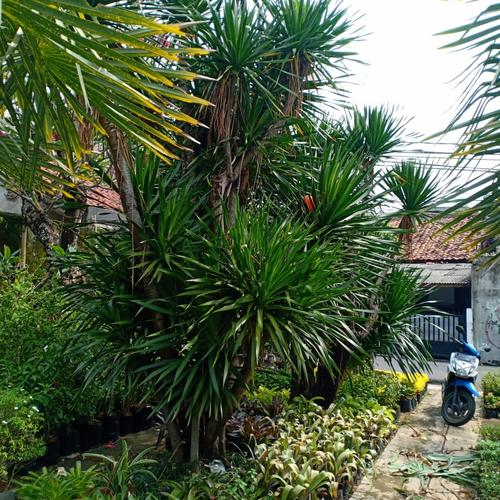 Jual Tanaman Pandan Bali Super - Jakarta Barat - dayplant landscape ...
