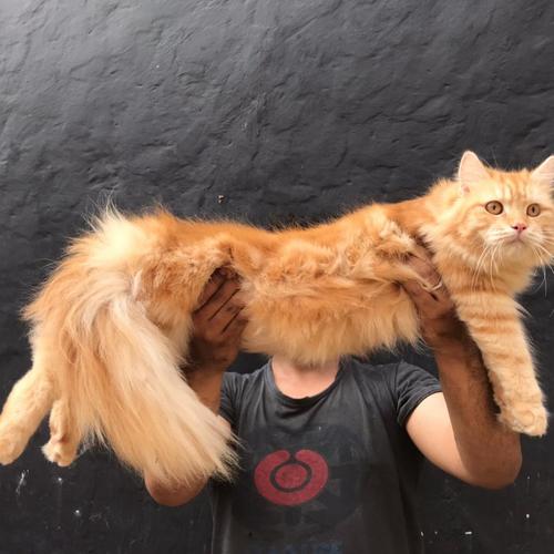 Jual kucing mainecoon mix norwegian - Kota Depok - Lala Cattery (cat ...