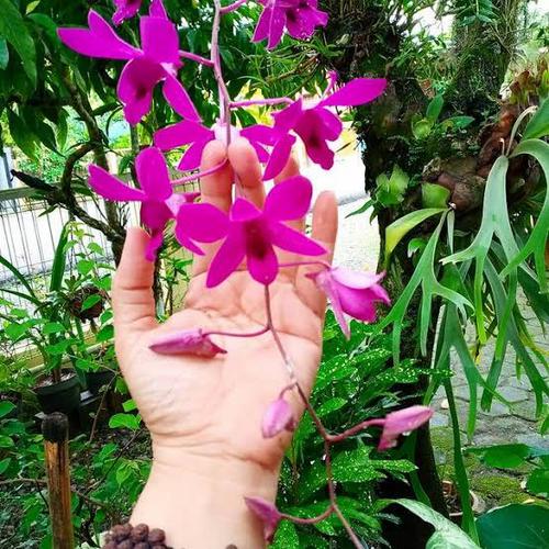 Jual anggrek murah dendrobium bantimurung rawatan dewasa - Kab. Cilacap ...