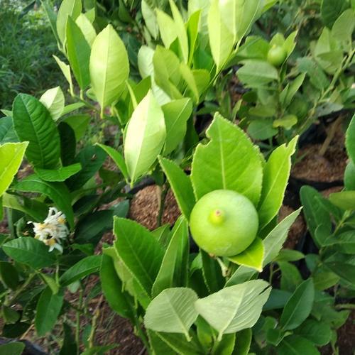 Jual Bibit jeruk lemon import kondisi berbuah bonus bibit jeruk purut ...