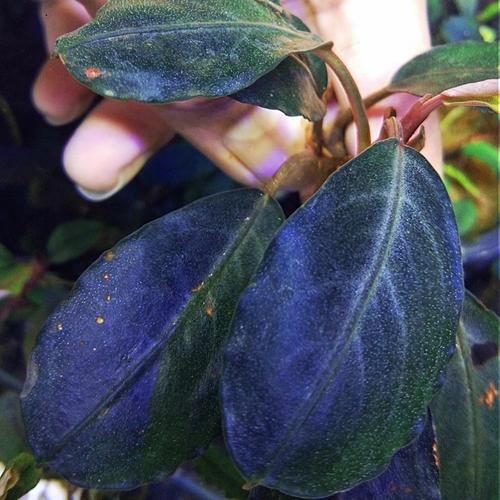 Jual bucephalandra Buce dark silver grey aquascape - Putih - Kab. Bogor ...