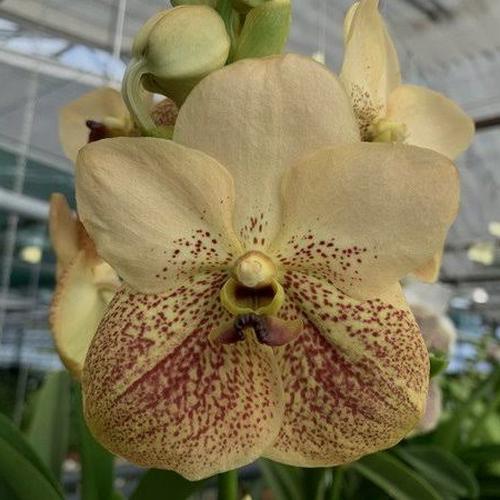Jual Anggrek Vanda Dewasa Bunga Jumbo Taweesuksa x Phapattom Gold ...