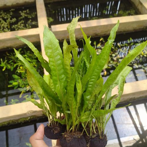 Jual microsorum Java fren kadaka/kadaka air/narow leaft / tanaman ...