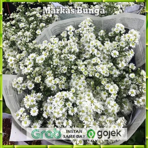 Jual bunga pikok/ bunga peacock asli segar fresh Pink Putih,ungu 10 ...