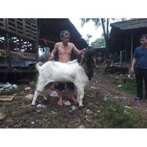 Jual Hewan Qurban Kambing Jabodetabek - B - Jakarta Selatan - khaiid | Tokopedia