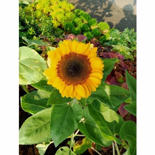 Jual BUNGA MATAHARI HIDUP BUKAN PLASTIK - Jakarta Barat - SANGGAR ...