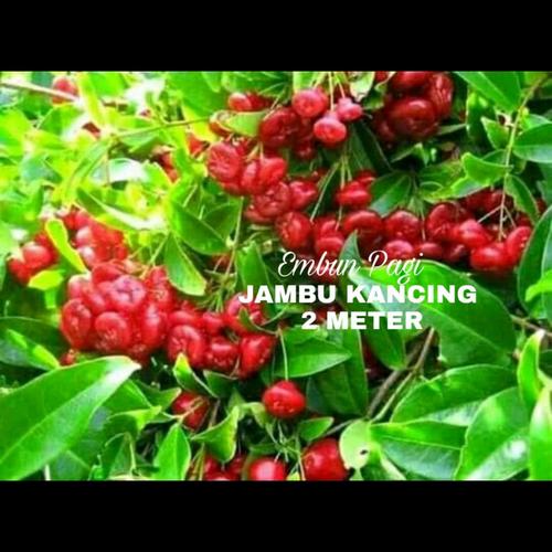 Jual Pohon Jambu Air Kancing 2 Meteran Batang Besar - Kab. Sleman ...