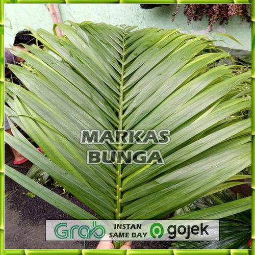 Jual daun palem asli/ daun dekorasi property foto 10 tangkai - Jakarta ...