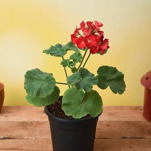 Jual Tanaman hias geranium merah - Kota Tangerang Selatan - Lucas ...