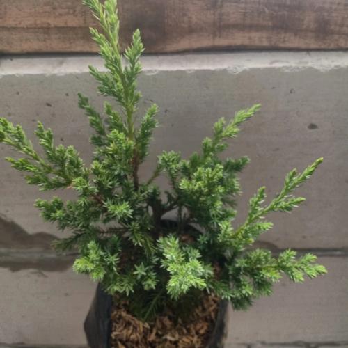 Jual Bibit Pohon cemara Pua-Pua mini 20-25 - Kab. Bandung Barat - Zain ...