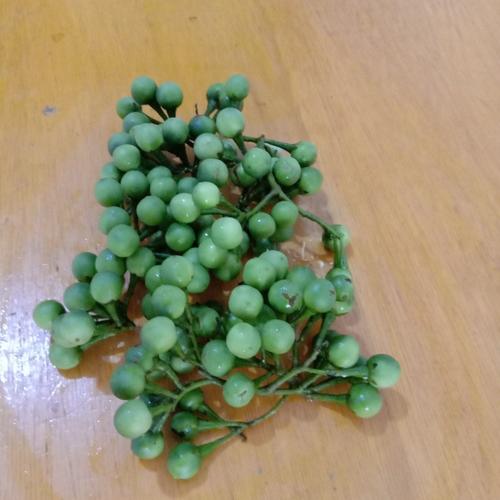 Jual Sembuhkan Mata Minus Dengan Takokak / Tekokak (solanum torvum ...