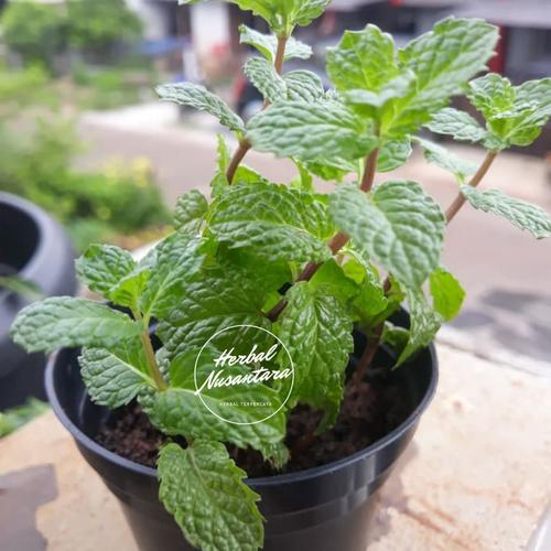 Jual Tanaman Herbal Daun Mint - Herbal dan Bumbu - Spearmint Perpohon ...