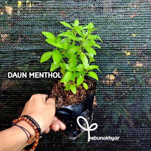 Jual Daun Menthol Tanaman Herbal Daun Menthol Pepermint Mentha Herb ...