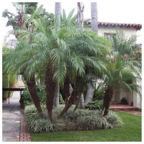 Jual Pohon Palem Phoenix Tinggi 1 Meter - Kab. Bogor - Zahira Landscape ...