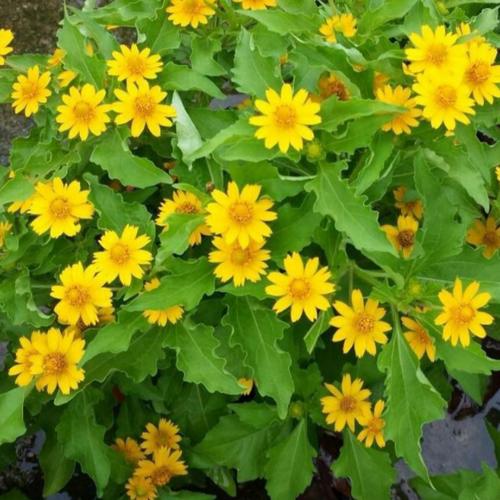 Jual tanaman hias matahari mini bunga kecil - Kab. Bogor - siffa25 ...