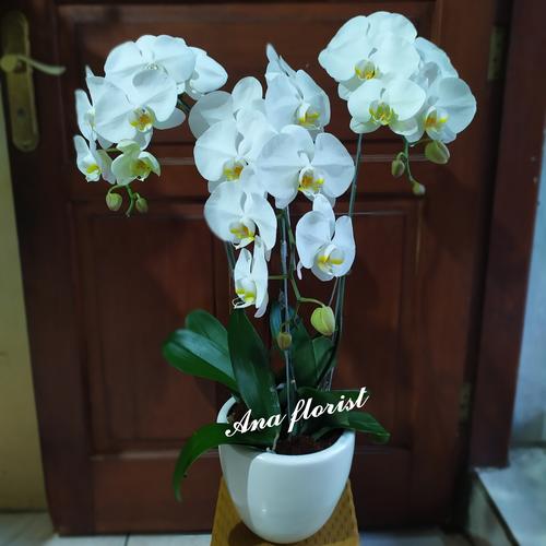 Jual vas bunga anggrek bulan,rangkaian bunga anggrek,bunga ulang tahun ...