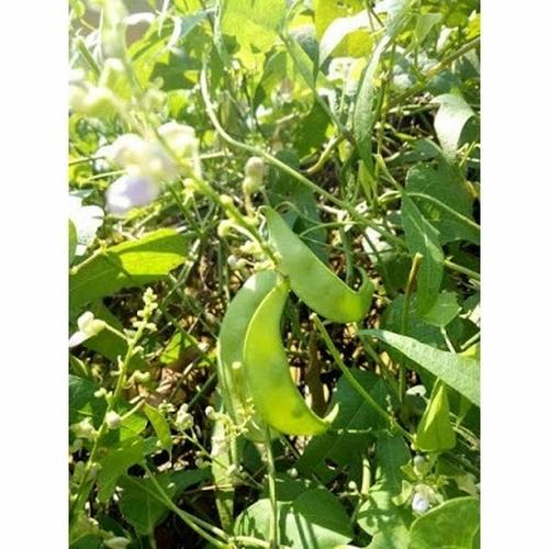 Jual Bibit tanaman Kacang Roay/Kratok/Kara, roai sayur Siap tanam - Kab ...