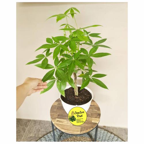 Jual TANAMAN HIAS MONEY TREE/POHON PACHIRA + POT PUTIH - Jakarta Utara ...