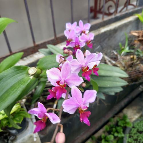 Jual bibit anggrek bulan mini doritis / anggrek bulan mini bunga ungu ...