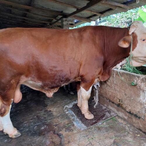 Jual Sapi 750 kg-an / Sapi Gede / Sapi Besar / Sapi Murah / Sapi Kurban ...
