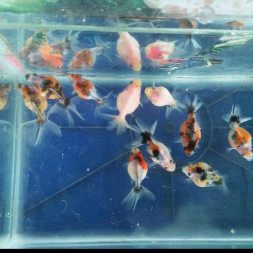 Jual mas koki ikan hias aquascape - Kota Depok - Fauna aqua | Tokopedia