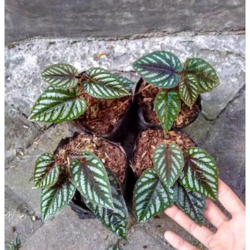 Jual Tanaman Hias / Herbal Sirih Keraton - Kota Tangerang Selatan ...