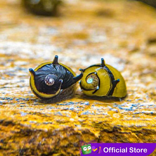 Jual Keong Tanduk Bumblebee Hornsnail / Horn Snail Algaeter Aquascape ...
