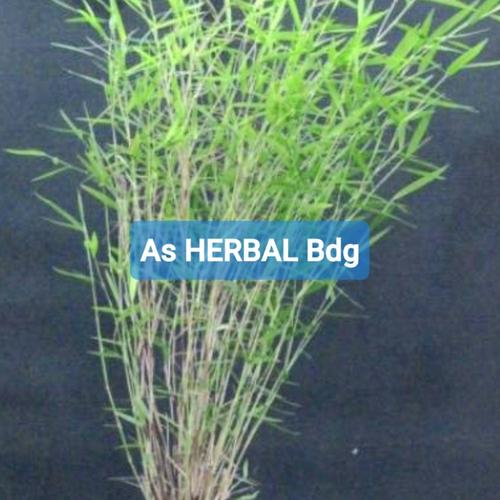Jual Jual bibit rumput palias rumput bambu mini pogonatherum crinitum ...
