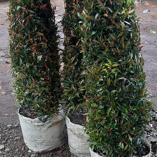 Jual pohon pucuk merah daun rimbun berbentuk tinggi1,30cm - Kota Depok ...