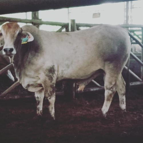 Jual Sapi Kurban Qurban berkualitas - Kota Tangerang Selatan - INNA ...