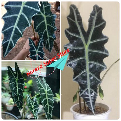 Jual Tanaman Hias Keladi Amazon Liku Parasol Alocasia Amazonica Pohon ...