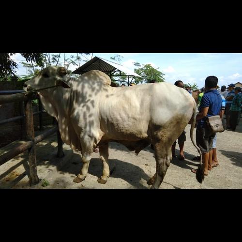 Jual Sapi Kurban 800-1.000kg (PO,Limosin,Pegon,Simental,Brangus) - Kota ...